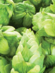 Home | Caldera Brewing Company